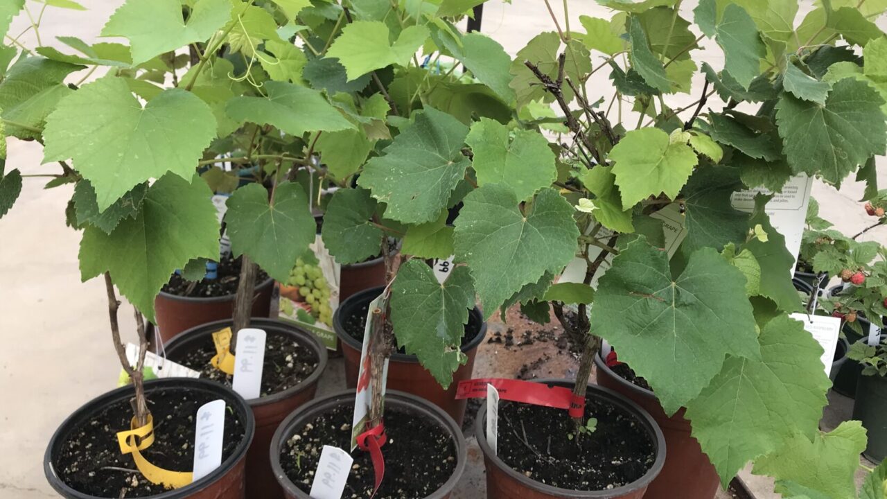 About Us | W & J Awald Farms, Inc. | North Collins, NY